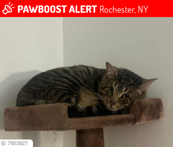 Rochester, NY Lost Male Cat, Cooper Is Missing | PawBoost