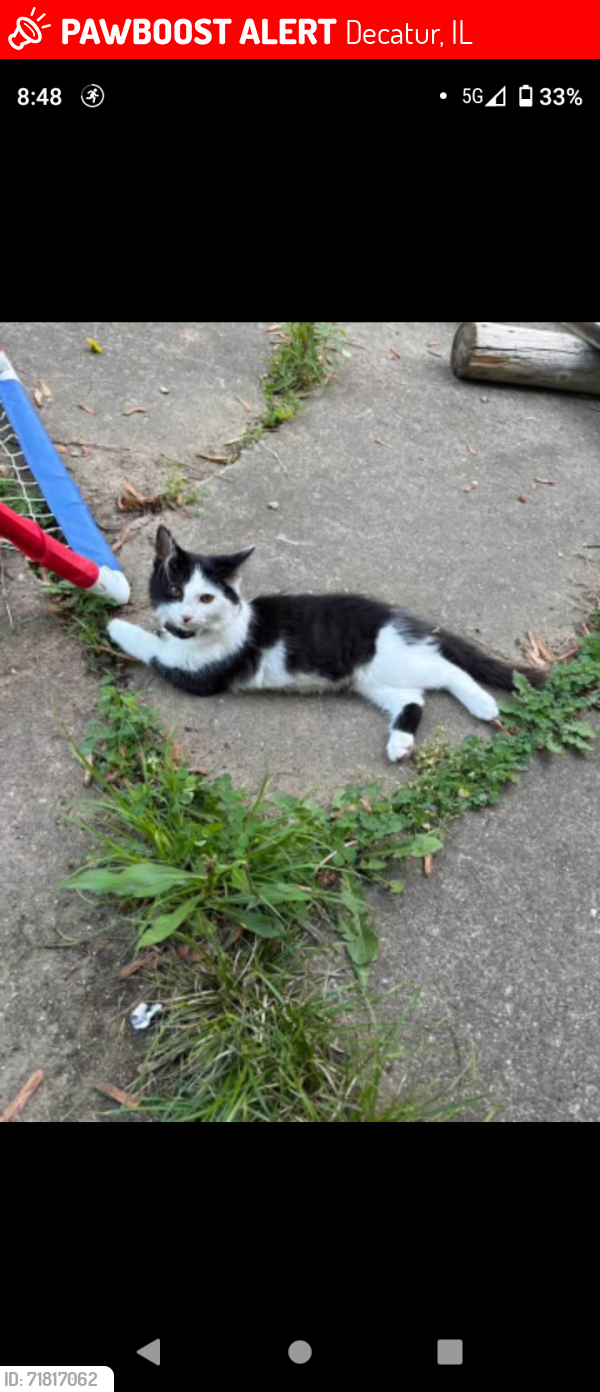 Decatur, IL Lost Male Cat, Domino Is Missing | PawBoost
