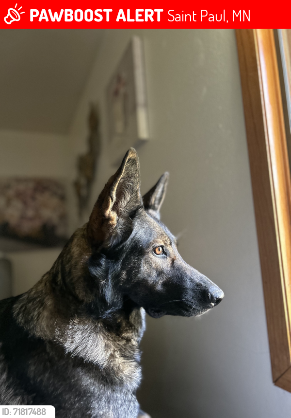 Saint Paul, MN Lost Female Dog, Aradji Is Missing | PawBoost