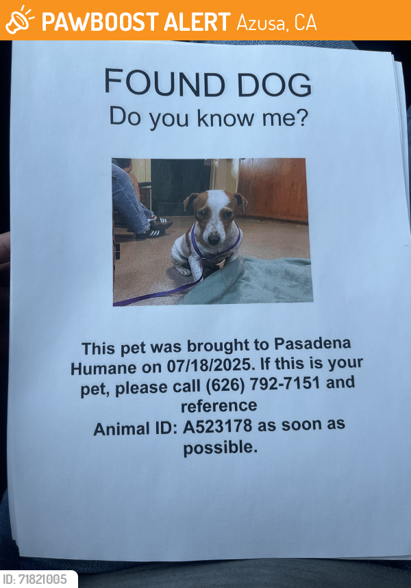 Azusa, CA Stray Female Dog Found Near Vernon and Gladstone | PawBoost