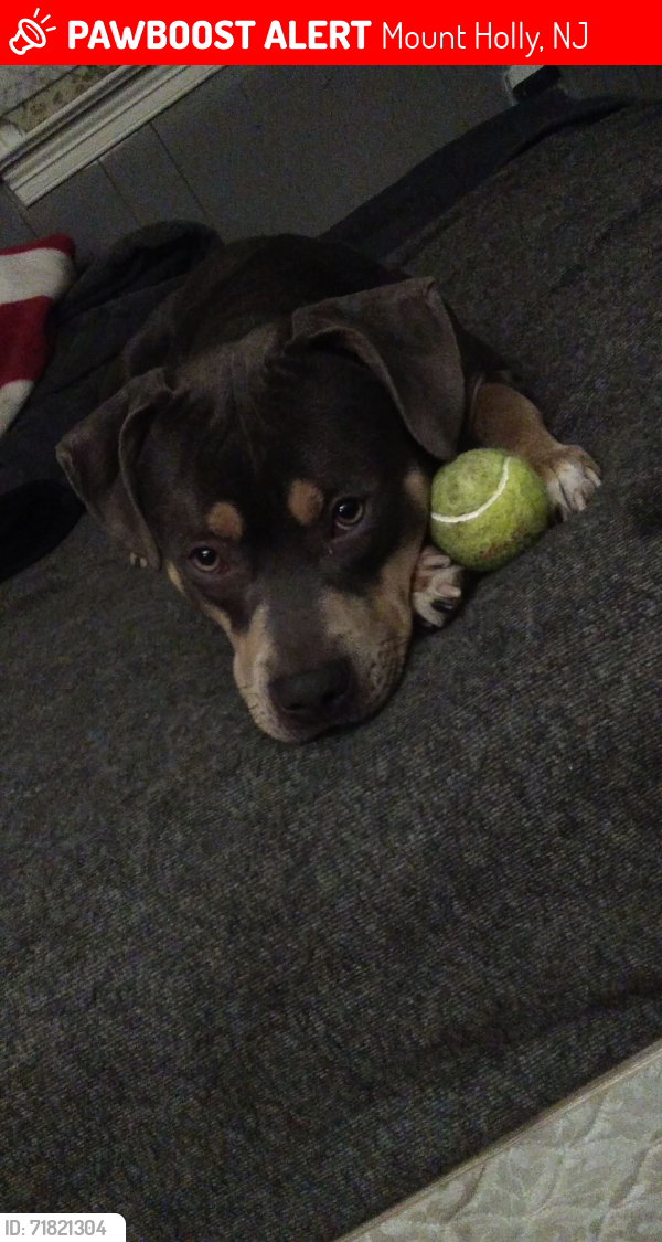 Mount Holly, NJ Lost Male Dog, Lucifer Is Missing | PawBoost