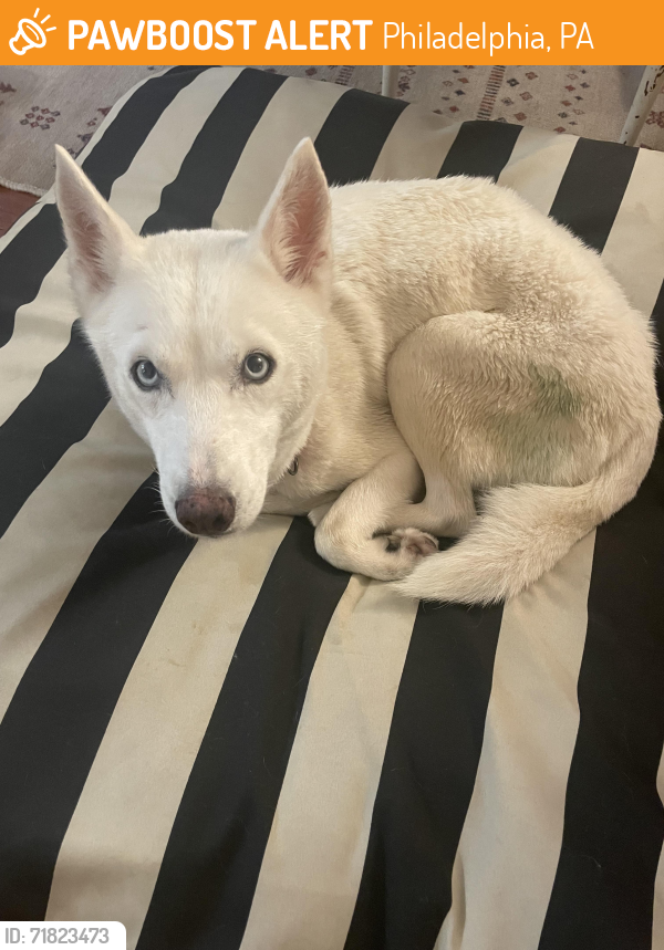 Philadelphia, PA Stray Female Dog Found Near Oak lane and 66th | PawBoost