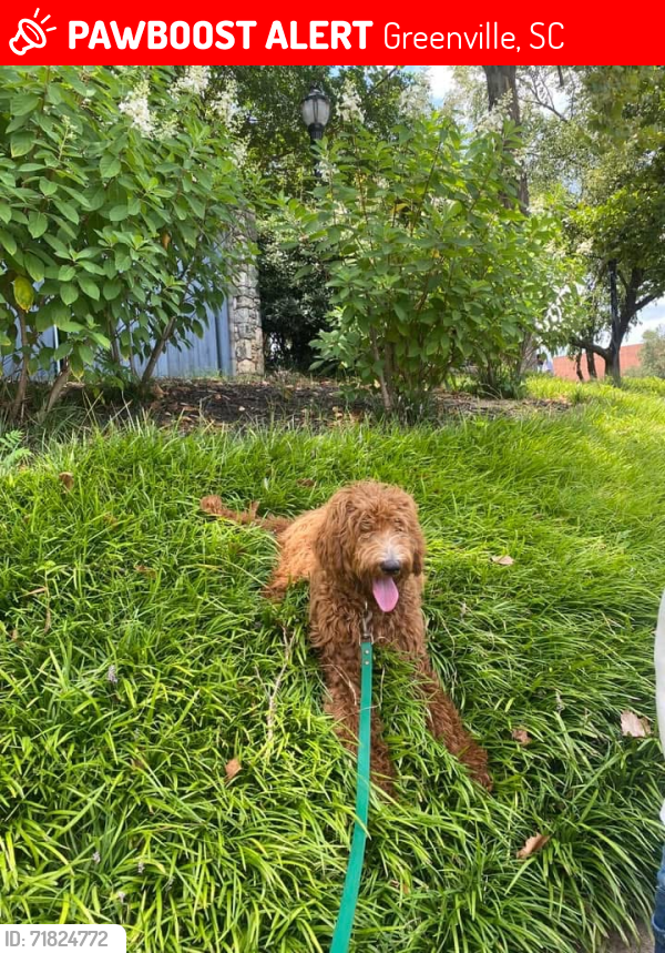 Greenville, SC Lost Female Dog, Weezy Is Missing | PawBoost
