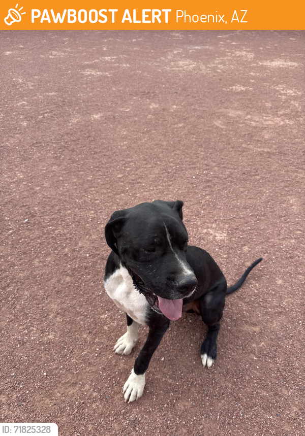 Phoenix, AZ Stray Male Dog Found Near 91st ave and Encanto | PawBoost