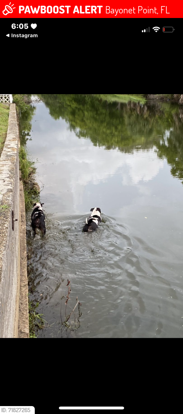 Bayonet Point, FL Lost Female Dog, Moomoo / Mooma Is Missing | PawBoost