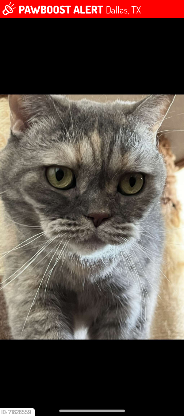 Dallas, TX Lost Female Cat, Mila Is Missing | PawBoost