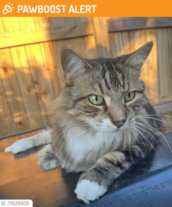 Lake Worth Beach, FL Stray Cat Found Near 3rd av south and palmway ...