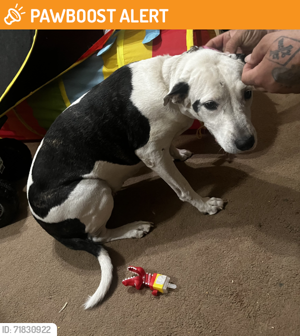 Maricopa County, AZ Stray Female Dog Found Near Jackrabbit and McDowell ...