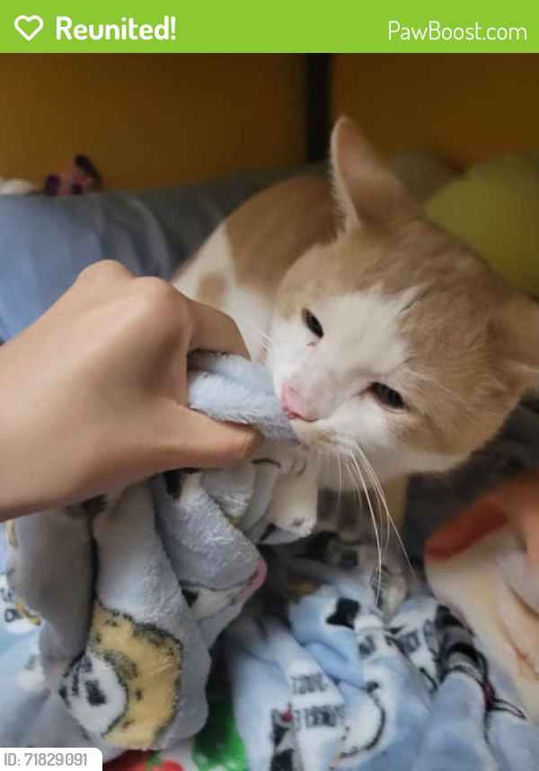 Reunited Male Cat in Minneapolis, MN 55412 (ID: 71829091) | PawBoost