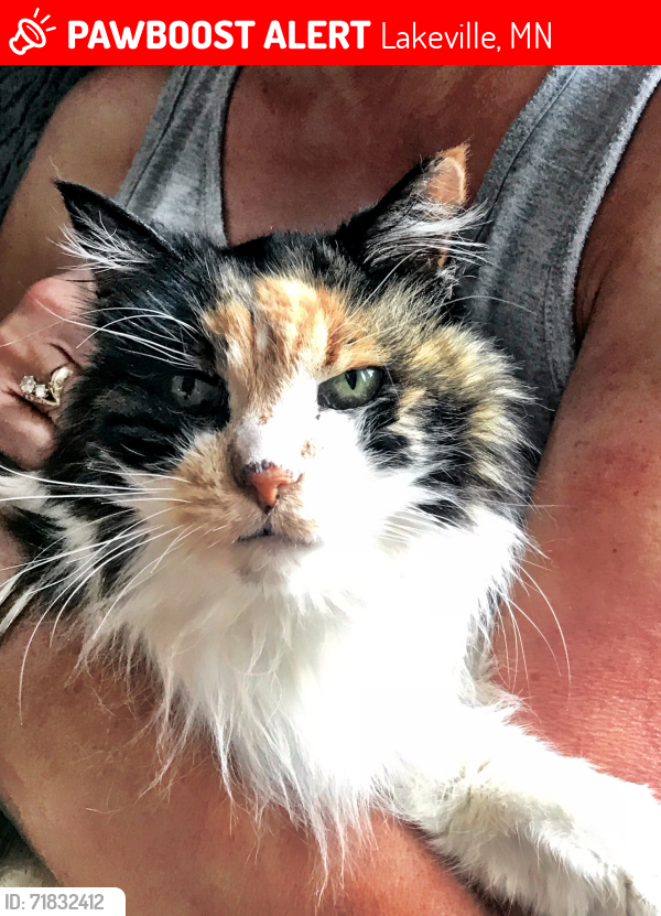 Lakeville, MN Lost Female Cat, Minou Is Missing | PawBoost