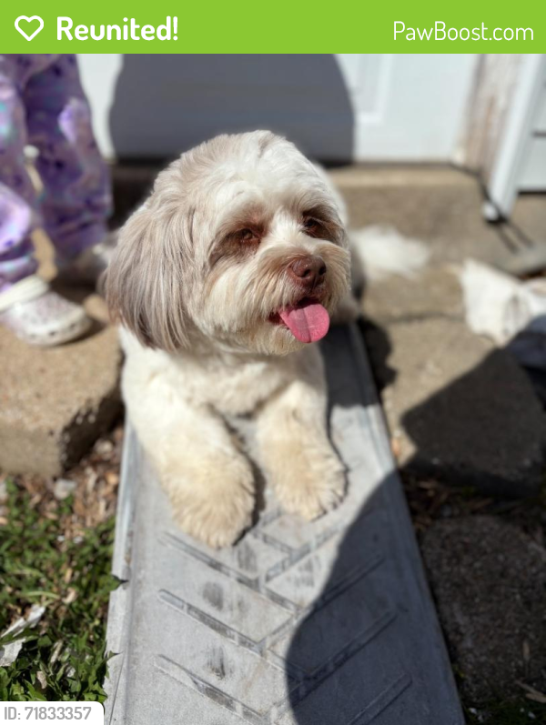 Reunited Female Dog in Chicago, IL 60639 (ID: 71833357) | PawBoost