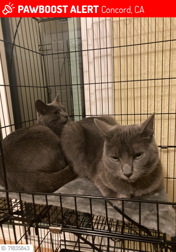 Concord, CA Lost Female Cat, Luna Is Missing | PawBoost