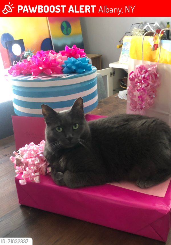 Albany, NY Lost Female Cat, Ruby Is Missing | PawBoost