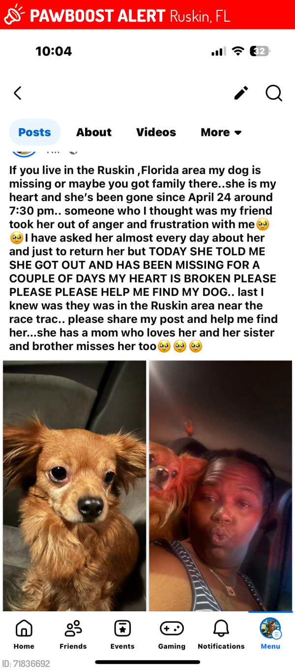 Ruskin, FL Lost Female Dog, Yaya Is Missing | PawBoost