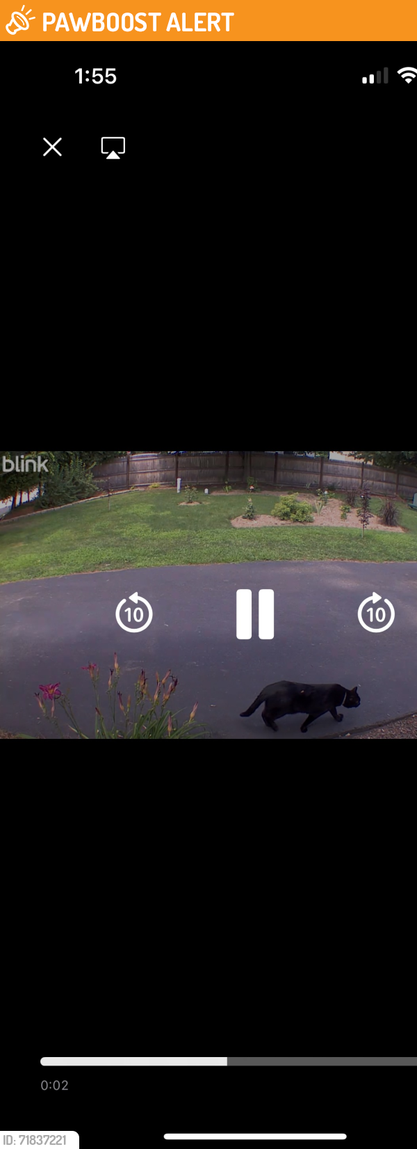 East Bridgewater, MA Stray Cat Found Near Plymouth st | PawBoost