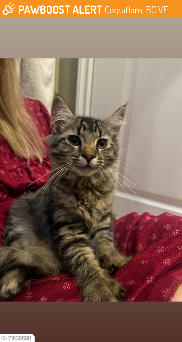 Coquitlam, BC Stray Female Cat Found Near Victoria drive | PawBoost