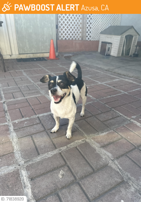 Azusa, CA Stray Male Dog Found Near Oakbank dr near baseline rd | PawBoost