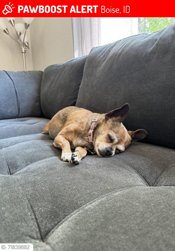 Boise, ID Stray Female Dog Found Near Orchard and Malad St | PawBoost