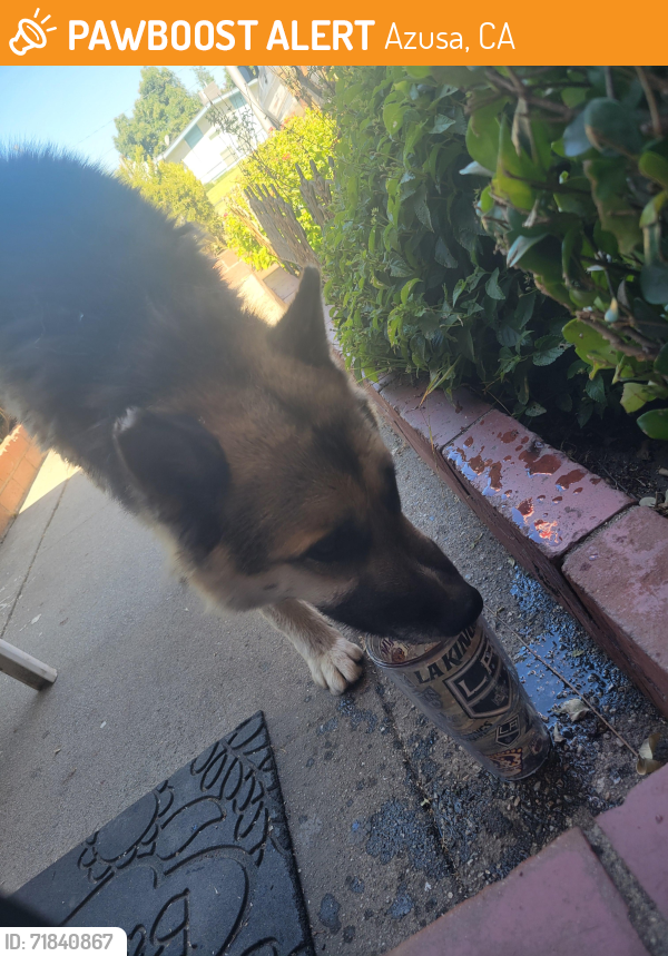 Azusa, CA Stray Dog Found Near Citrus and baseline | PawBoost