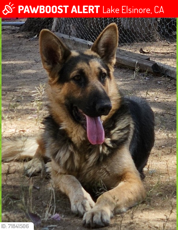 Lake Elsinore, CA Lost Male Dog, Alex Is Missing | PawBoost