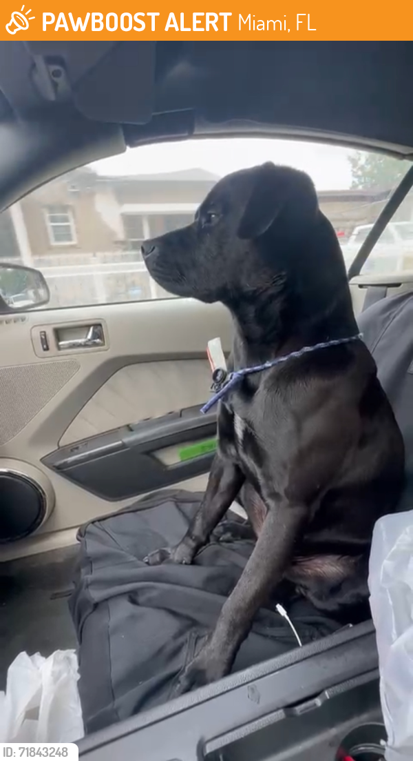 Miami, FL Stray Male Dog Found Near Miami, FL | PawBoost