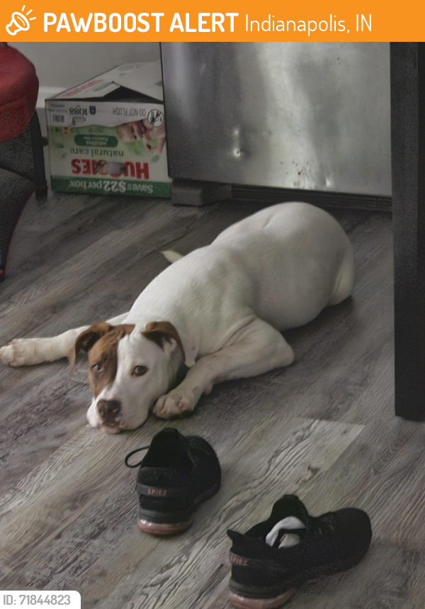 Indianapolis, IN Stray Male Dog Found Near West 46th st | PawBoost