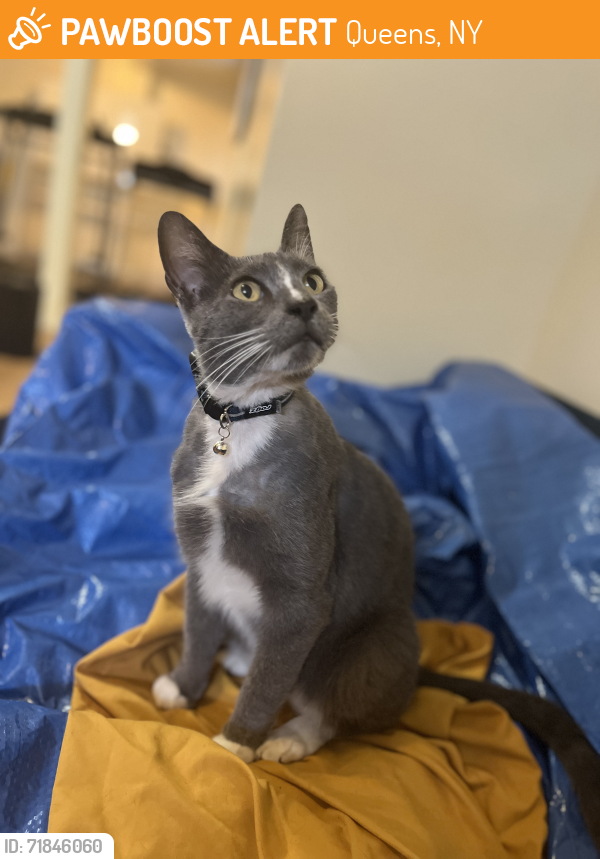 Queens, NY Stray Male Cat Found Near 91st Avenue | PawBoost