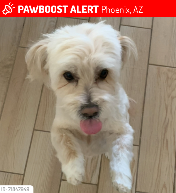 Phoenix, AZ Lost Male Dog, Marley Is Missing | PawBoost