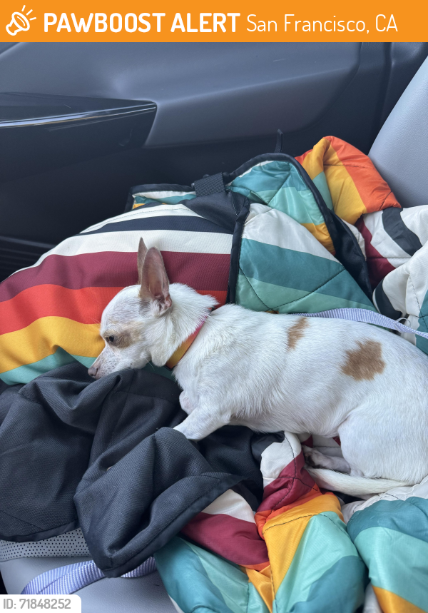 Rehomed Female Dog in San Francisco, CA 94158 (ID: 71848252) | PawBoost