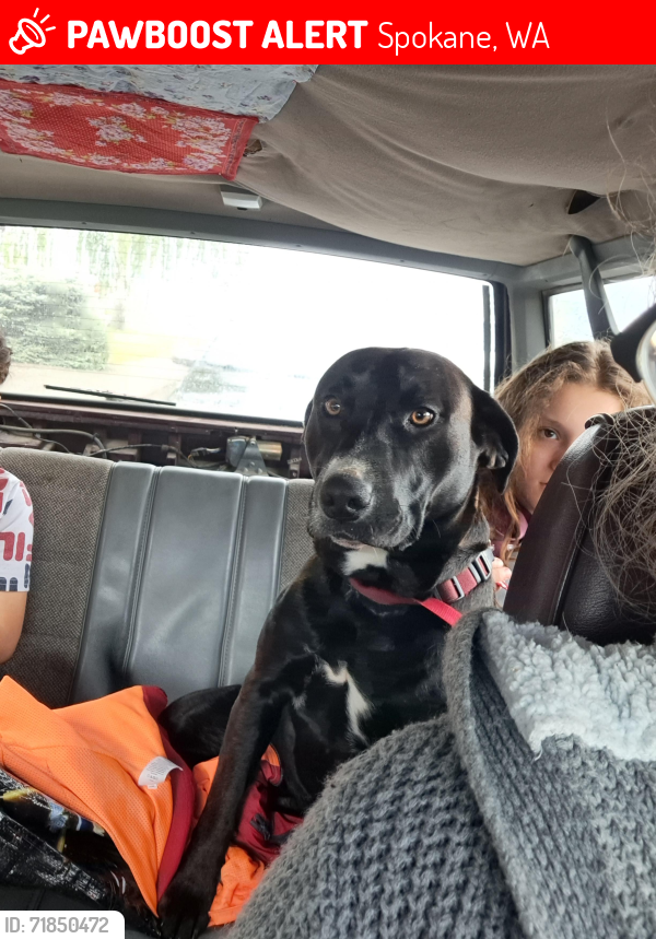 Spokane, WA Lost Female Dog, Yona Is Missing | PawBoost