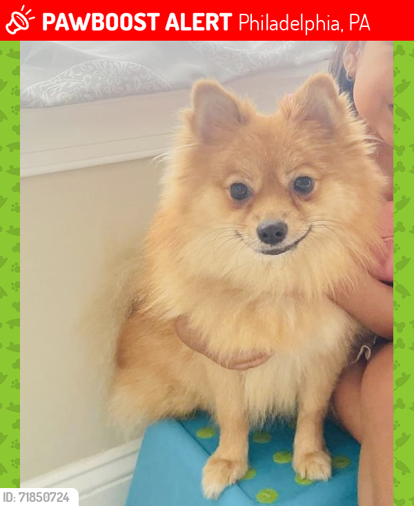 Philadelphia, PA Lost Female Dog, Princess Is Missing | PawBoost