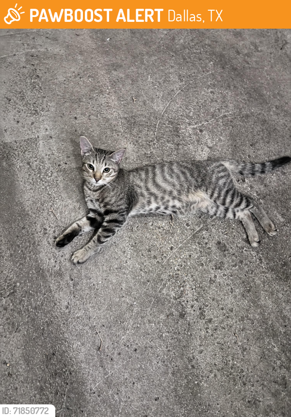 Dallas, TX Stray Cat Found Near Boedecker/Stone Canyon | PawBoost