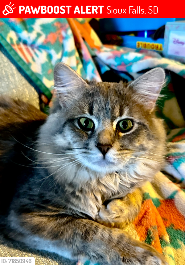 Sioux Falls, SD Lost Male Cat, Luna Is Missing | PawBoost
