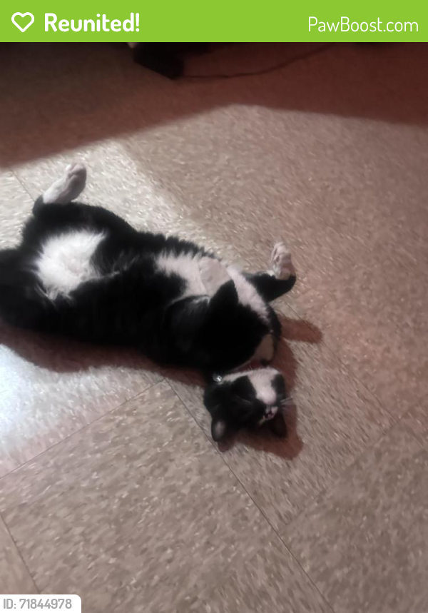 Reunited Male Cat in Jersey City, NJ 07302 (ID: 71844978) | PawBoost