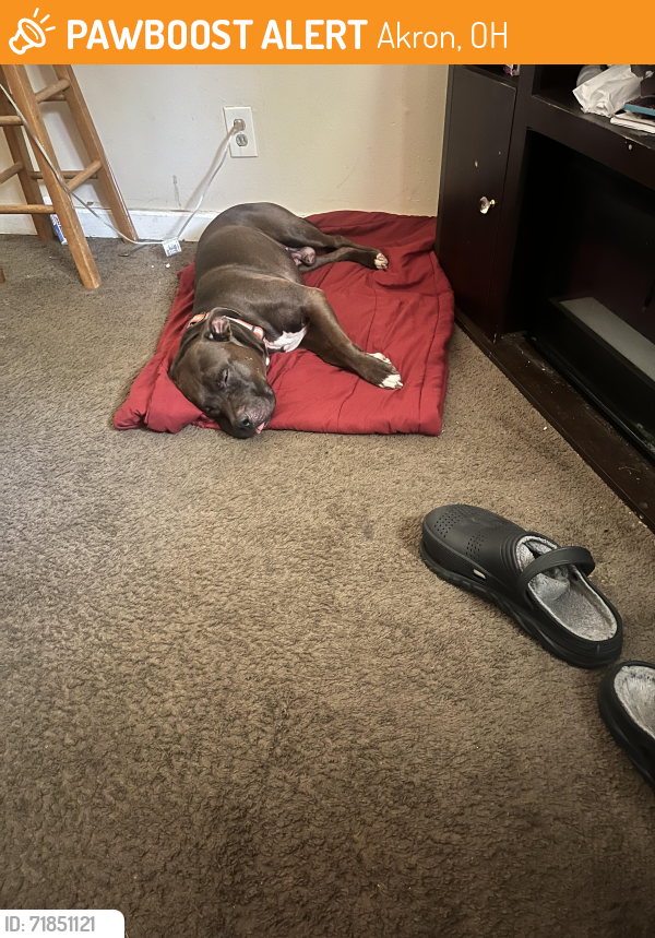 Akron, OH Stray Male Dog Found Near Frederick Blvd | PawBoost