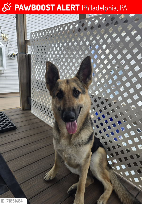 Philadelphia, PA Lost Male Dog, Trapper Is Missing | PawBoost