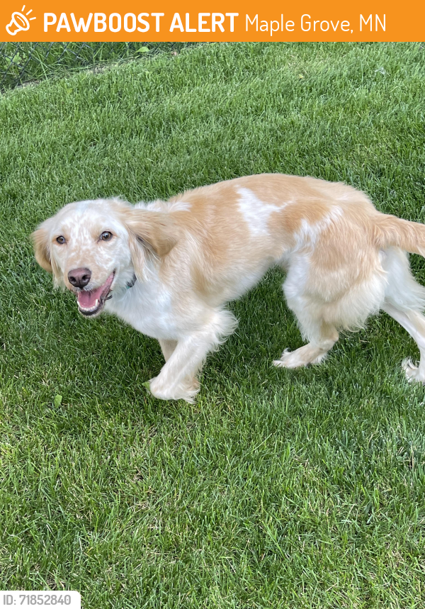 Maple Grove, MN Stray Dog Found Near 99th Place & Zachary, maple grove ...