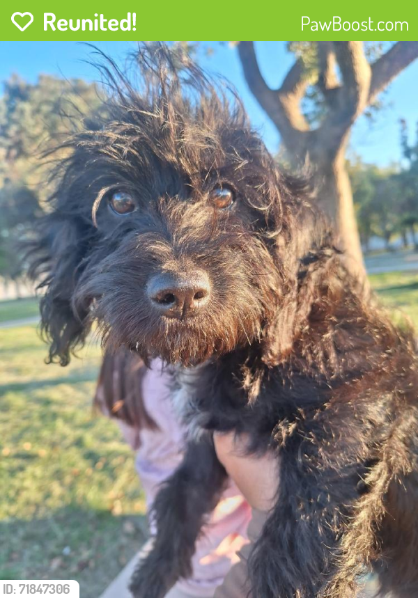Reunited Male Dog in Azusa, CA 91702 (ID: 71847306) | PawBoost