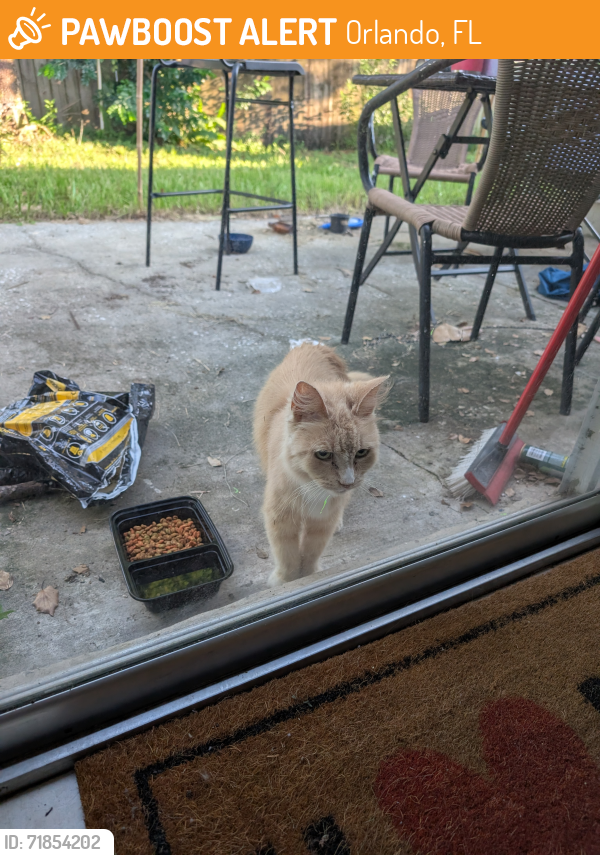 Orlando, FL Stray Cat Found Near Valencia East campus | PawBoost