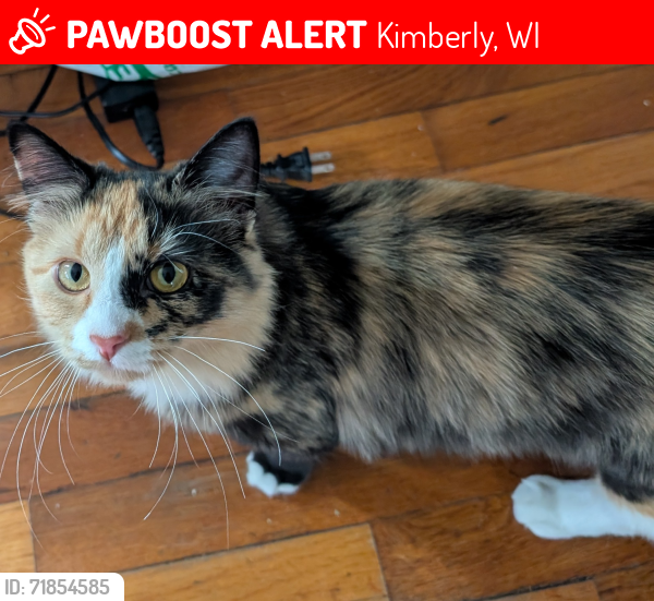 Kimberly, WI Lost Female Cat, IZZABELLA Is Missing | PawBoost
