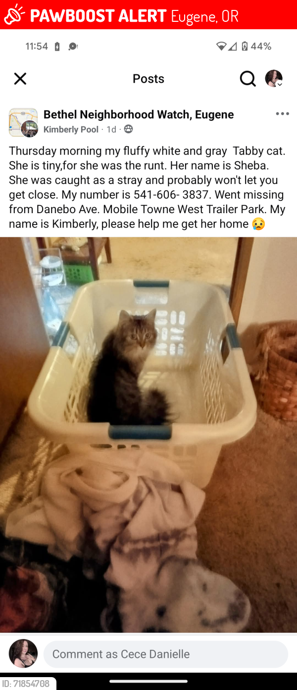 Eugene, OR Lost Female Cat, Sheba Is Missing | PawBoost