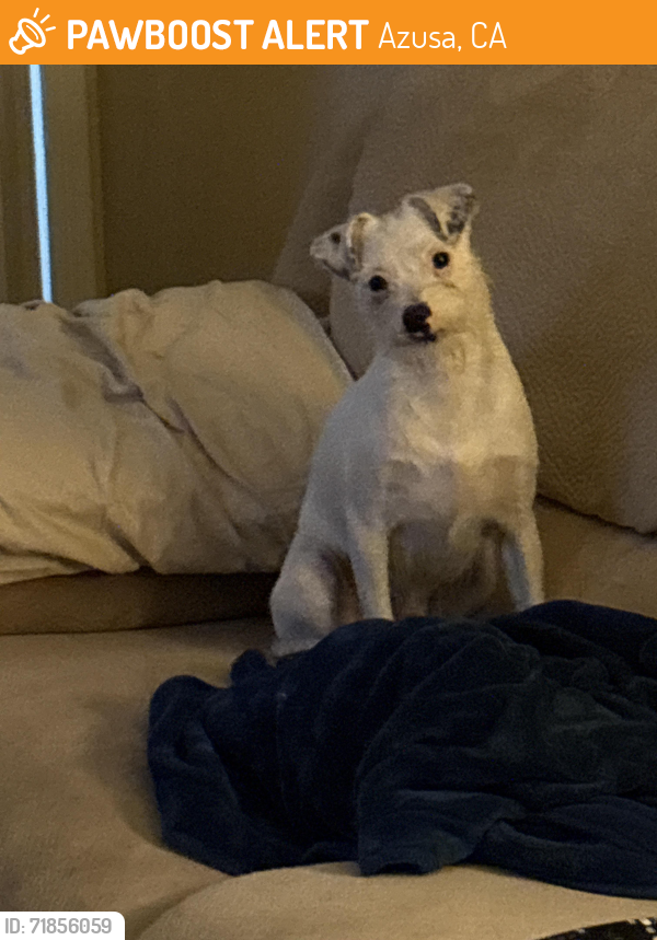 Azusa, CA Stray Female Dog Found Near Senior Living | PawBoost