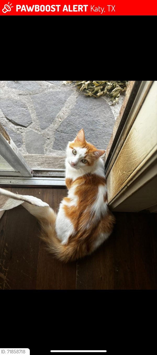 Katy, TX Lost Male Cat, Harry Is Missing | PawBoost