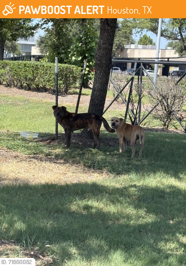 Houston, TX Stray Dog Found Near Near century plaza drive | PawBoost
