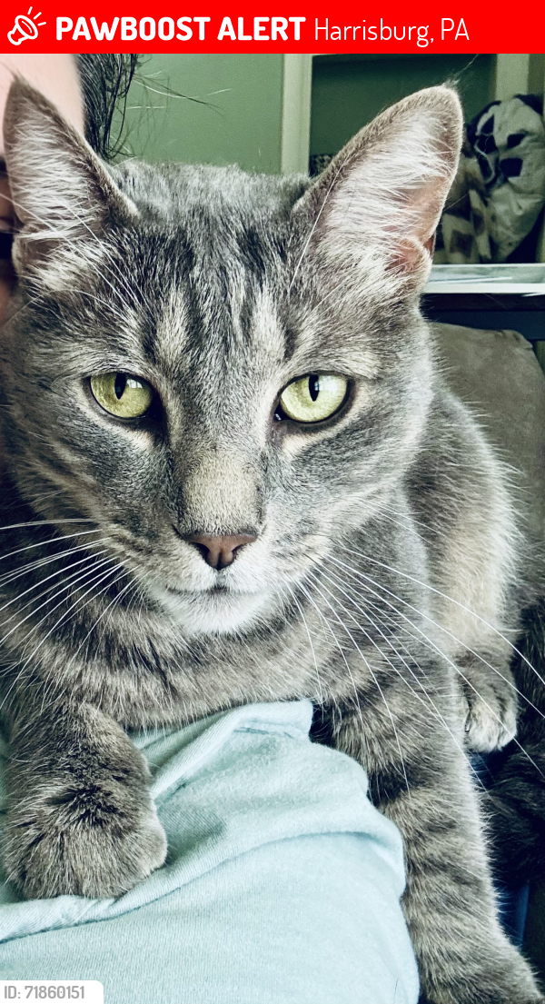 Harrisburg, PA Lost Male Cat, Noodle Is Missing | PawBoost