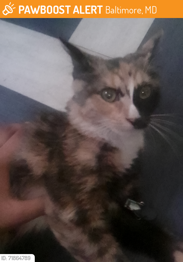 Baltimore, MD Stray Cat Found Near Hhv | PawBoost