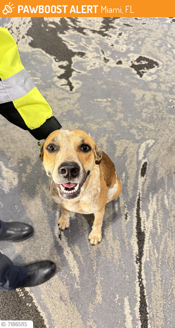Miami, FL Stray Female Dog Found Near Miami federal detention center ...