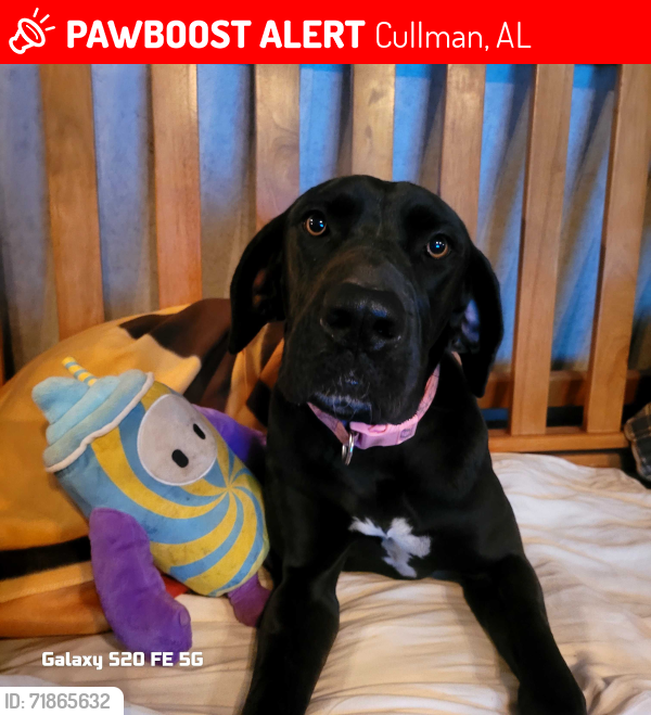 Cullman, AL Lost Female Dog, Bella Is Missing | PawBoost