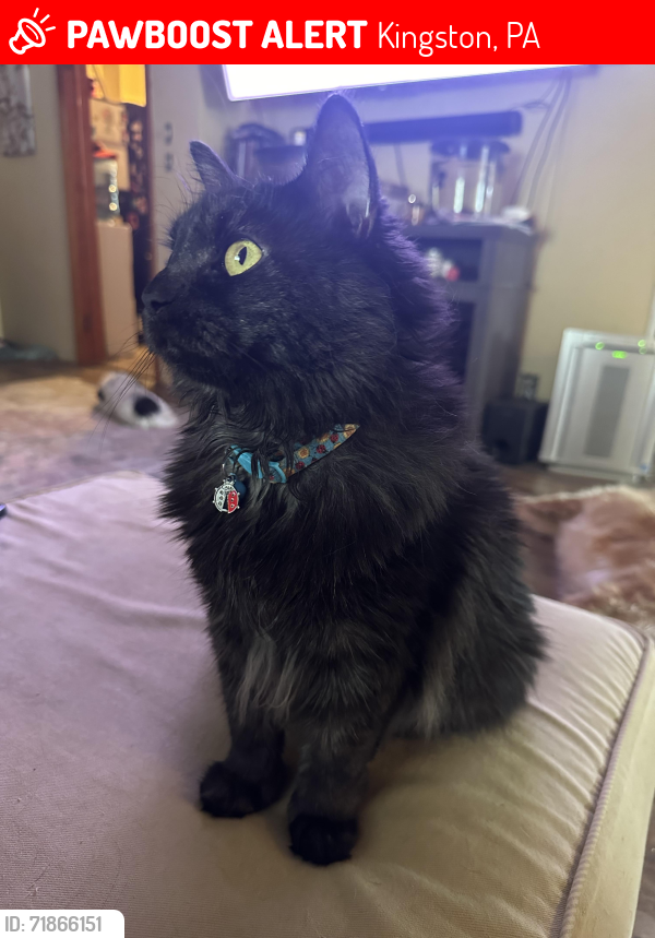 Kingston, PA Lost Female Cat, Lucy Is Missing | PawBoost