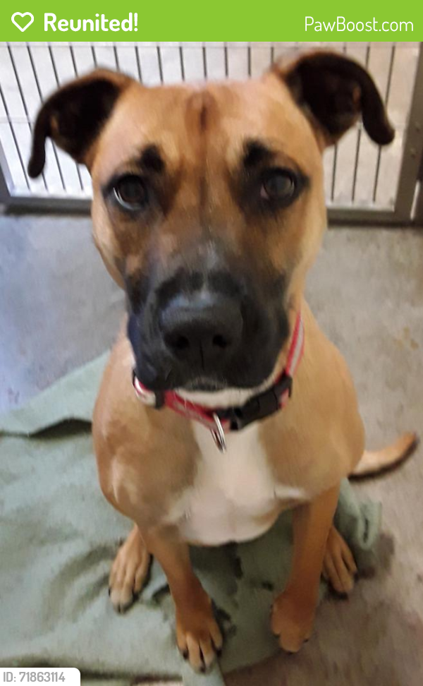 Reunited Female Dog in Little Falls, MN 56345 (ID: 71863114) | PawBoost